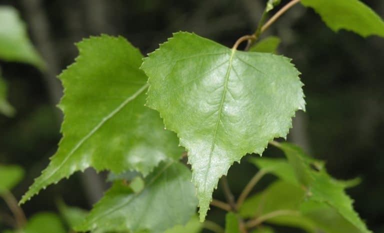 17 Different Types of Birch Trees & Identifying Features