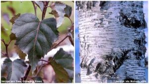17 Different Types of Birch Trees & Identifying Features