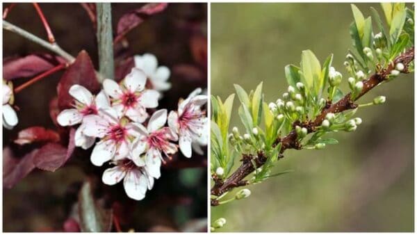 16 Different Types of Cherry Trees & Their Identifying Features