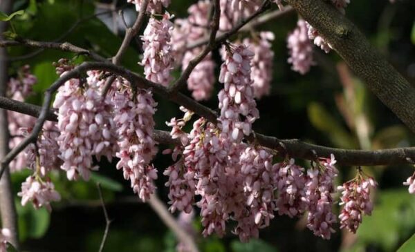 18 Different Types of Redbud Trees & Identifying Features