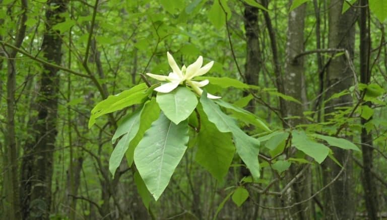 16 Different Types of Magnolia Trees & Identifying Features