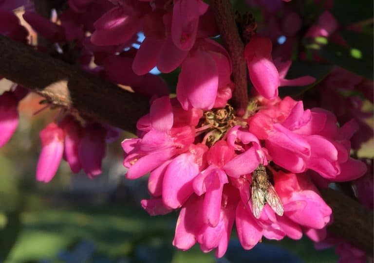 18 Different Types of Redbud Trees & Identifying Features