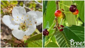 16 Different Types of Cherry Trees & Their Identifying Features