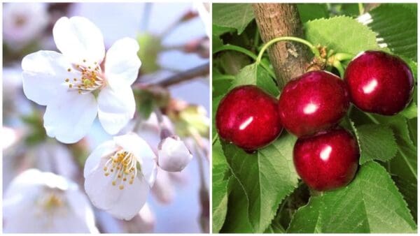 16 Different Types of Cherry Trees & Their Identifying Features