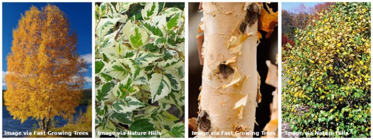 17 Different Types of Birch Trees & Identifying Features