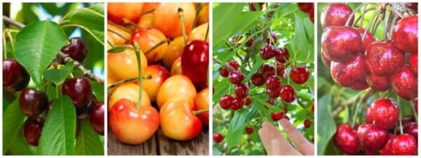 16 Different Types of Cherry Trees & Their Identifying Features