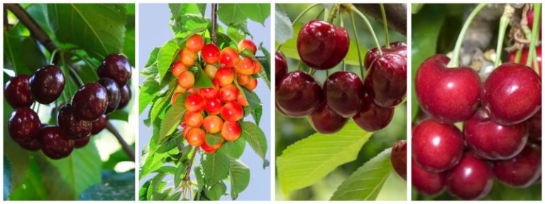 16 Different Types of Cherry Trees & Their Identifying Features