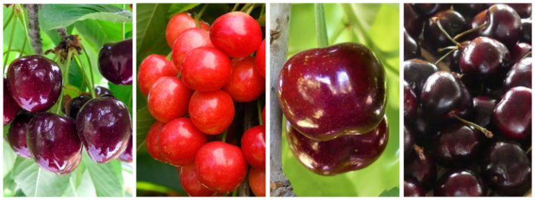 16 Different Types of Cherry Trees & Their Identifying Features