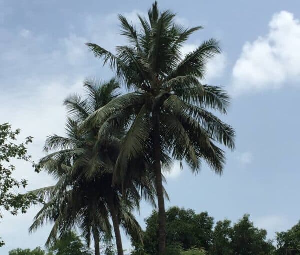 13 Different Types of Coconut Trees & Identifying Features
