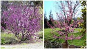 18 Different Types of Redbud Trees & Identifying Features