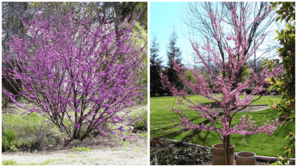 18 Different Types of Redbud Trees & Identifying Features