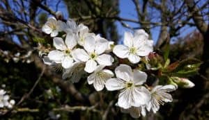 16 Different Types of Cherry Trees & Their Identifying Features