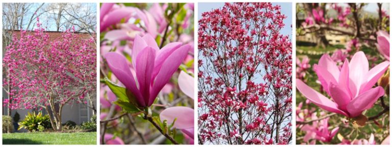 16 Different Types of Magnolia Trees & Identifying Features