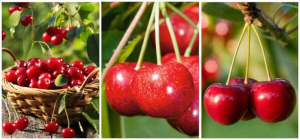 16 Different Types of Cherry Trees & Their Identifying Features