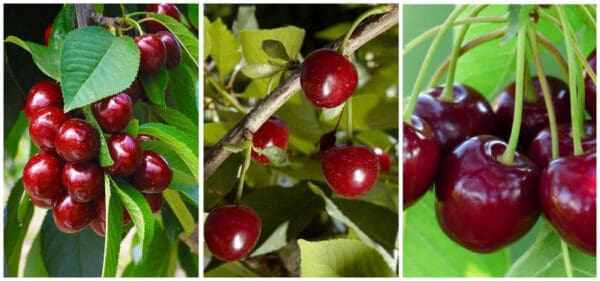 16 Different Types Of Cherry Trees And Their Identifying Features