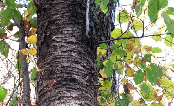 17 Different Types of Birch Trees & Identifying Features