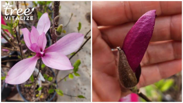 16 Different Types of Magnolia Trees & Identifying Features