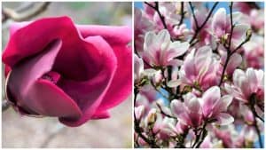 16 Different Types of Magnolia Trees & Identifying Features