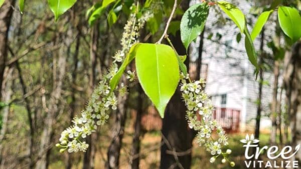 16 Different Types of Cherry Trees & Their Identifying Features
