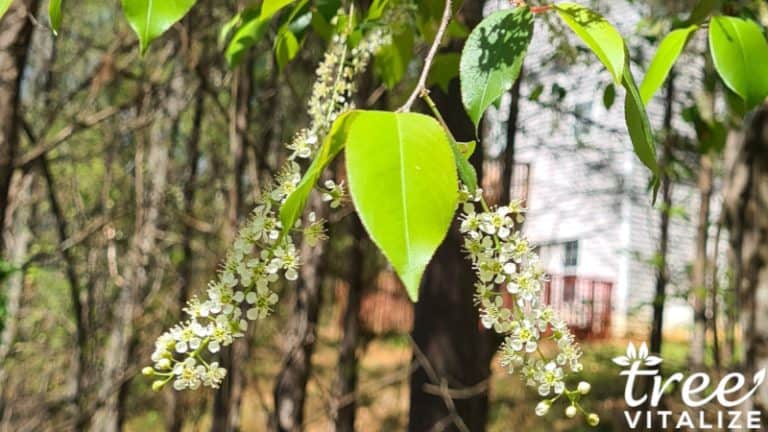 16 Different Types of Cherry Trees & Their Identifying Features