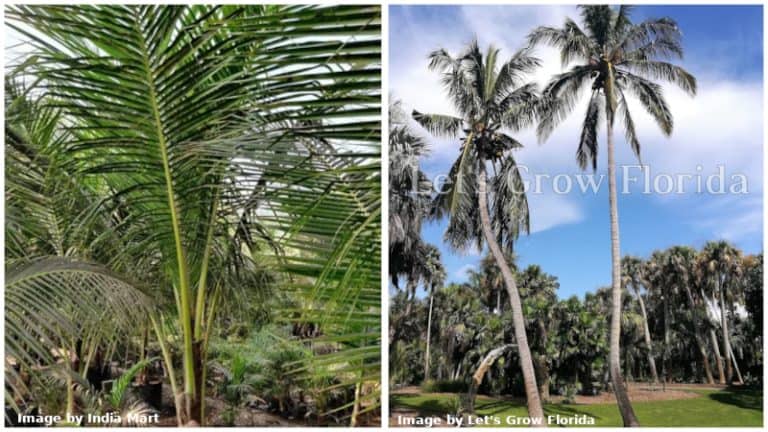 13 Different Types of Coconut Trees & Identifying Features