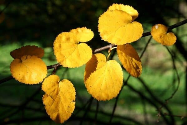 17 Different Types of Birch Trees & Identifying Features