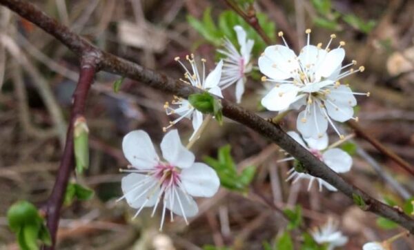 16 Different Types of Cherry Trees & Their Identifying Features