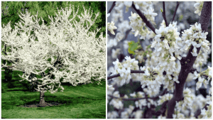 18 Different Types of Redbud Trees & Identifying Features