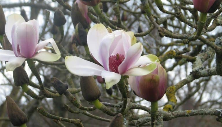16 Different Types of Magnolia Trees & Identifying Features