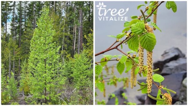17 Different Types of Birch Trees & Identifying Features