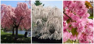 16 Different Types of Cherry Trees & Their Identifying Features