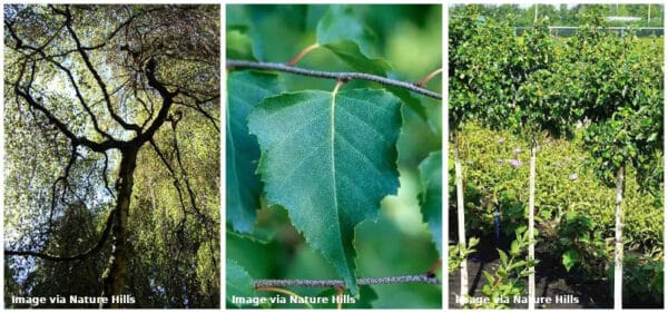 17 Different Types of Birch Trees & Identifying Features