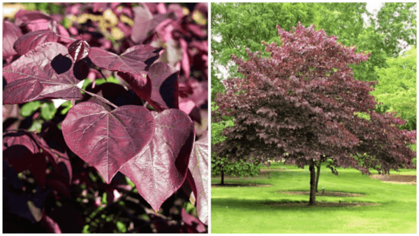 18 Different Types of Redbud Trees & Identifying Features