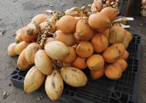 13 Different Types of Coconut Trees & Identifying Features