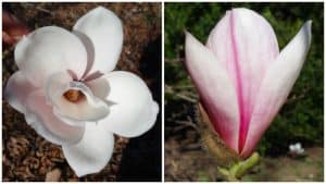 16 Different Types of Magnolia Trees & Identifying Features