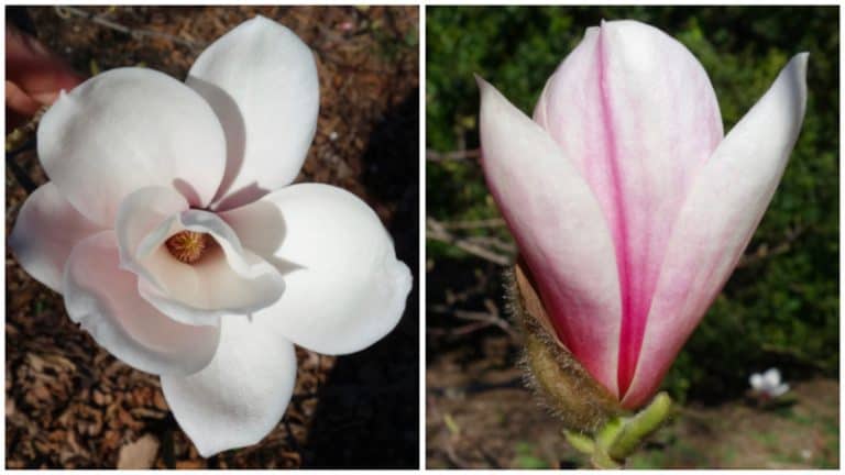 16 Different Types of Magnolia Trees & Identifying Features