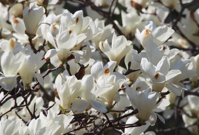 16 Different Types of Magnolia Trees & Identifying Features