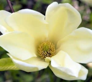 16 Different Types of Magnolia Trees & Identifying Features