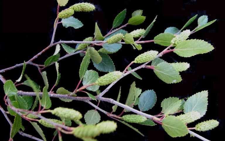 17 Different Types of Birch Trees & Identifying Features