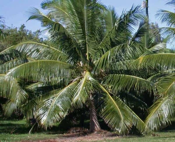 13 Different Types of Coconut Trees & Identifying Features