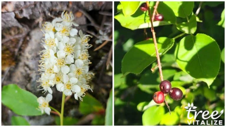 16 Different Types of Cherry Trees & Their Identifying Features