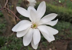 16 Different Types of Magnolia Trees & Identifying Features