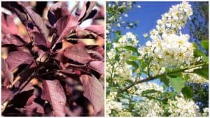 16 Different Types of Cherry Trees & Their Identifying Features