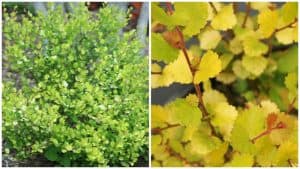 17 Different Types of Birch Trees & Identifying Features