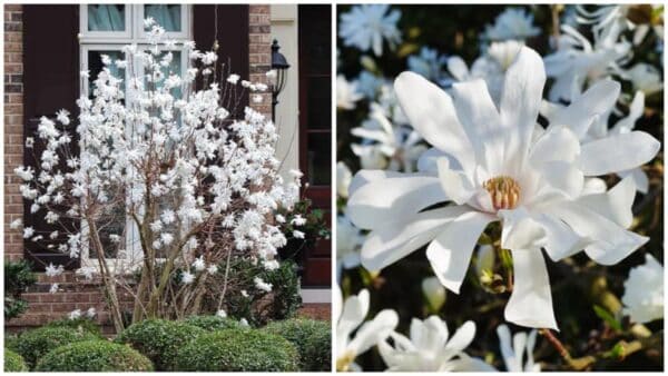 16 Different Types of Magnolia Trees & Identifying Features