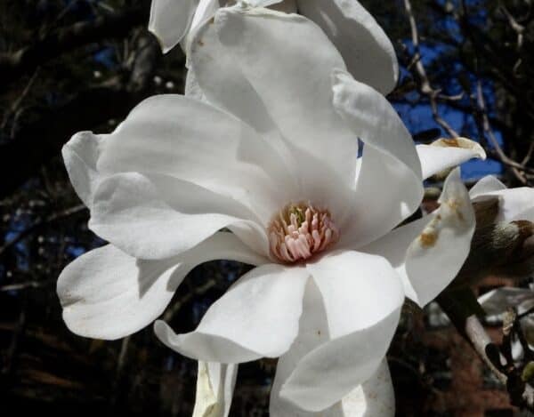 16 Different Types of Magnolia Trees & Identifying Features