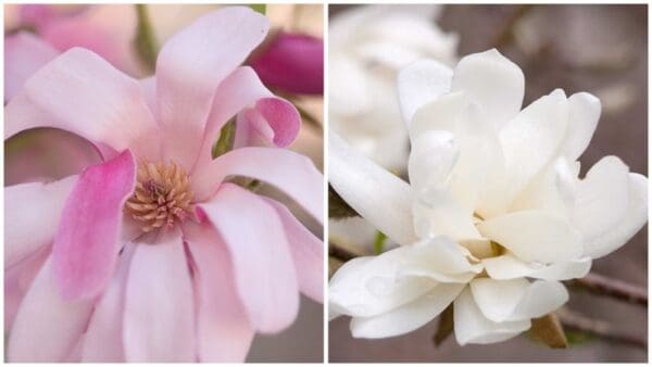 16 Different Types of Magnolia Trees & Identifying Features