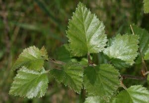 17 Different Types of Birch Trees & Identifying Features