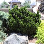 12 Small & Dwarf Tree Varieties for USDA Zone 5