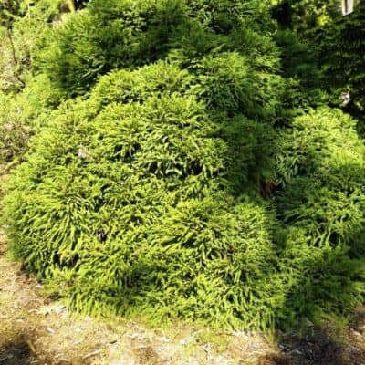 12 Small & Dwarf Tree Varieties for USDA Zone 5